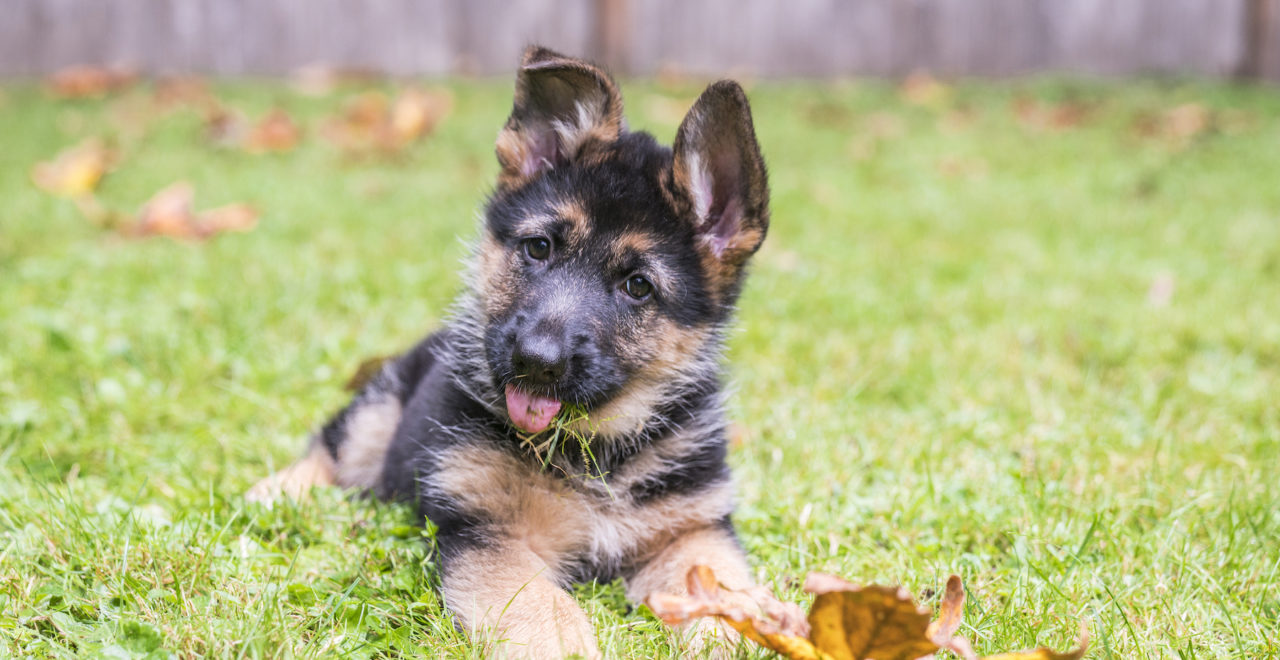 All Creatures Veterinary Clinic - Siloam Veterinarian | Compassionate ...